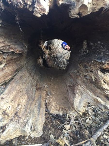 Inside, Outside, Upside Down- The Joy of a Hollow Log – Early Math Counts