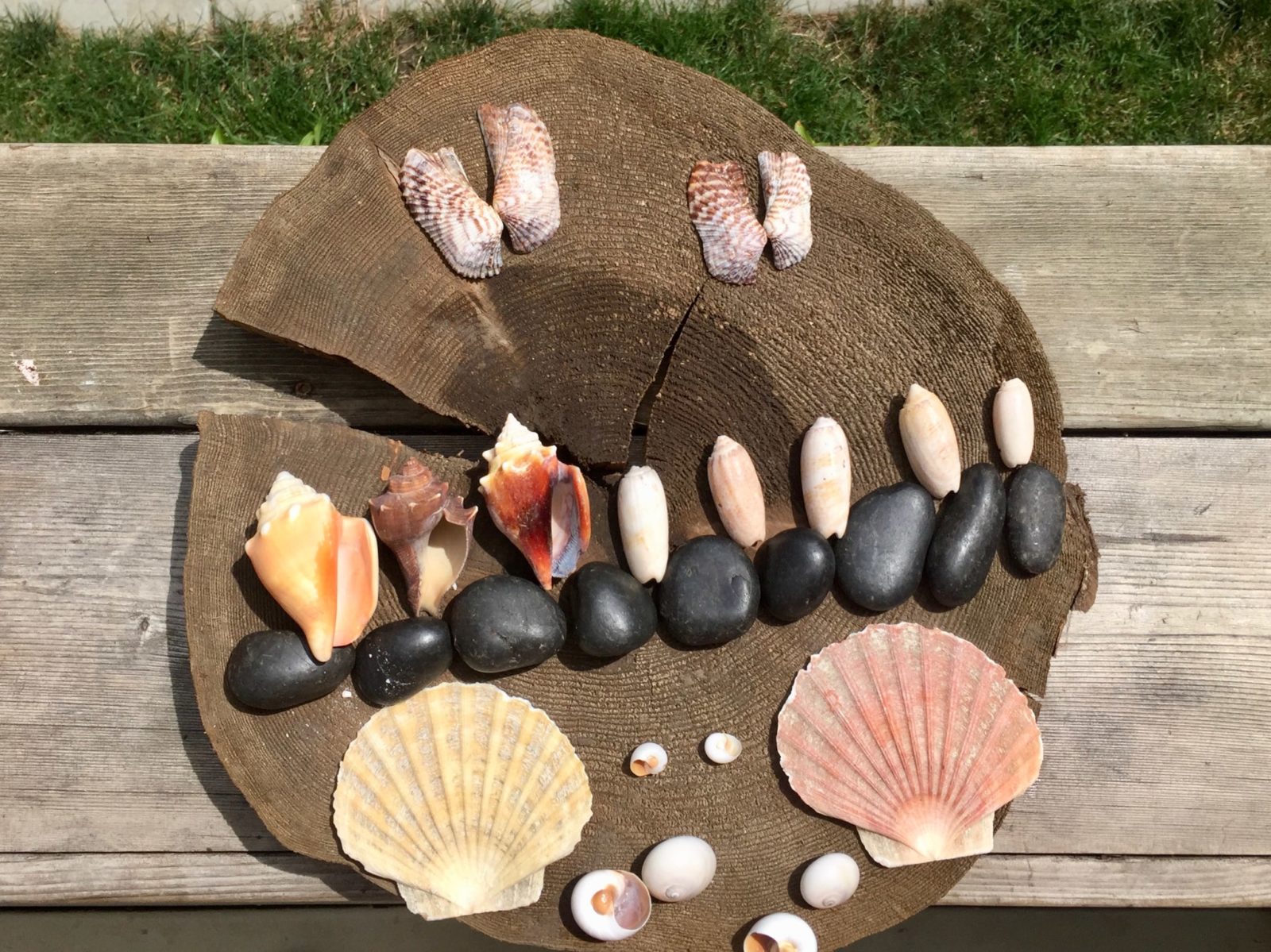 artshells – Early Math Counts