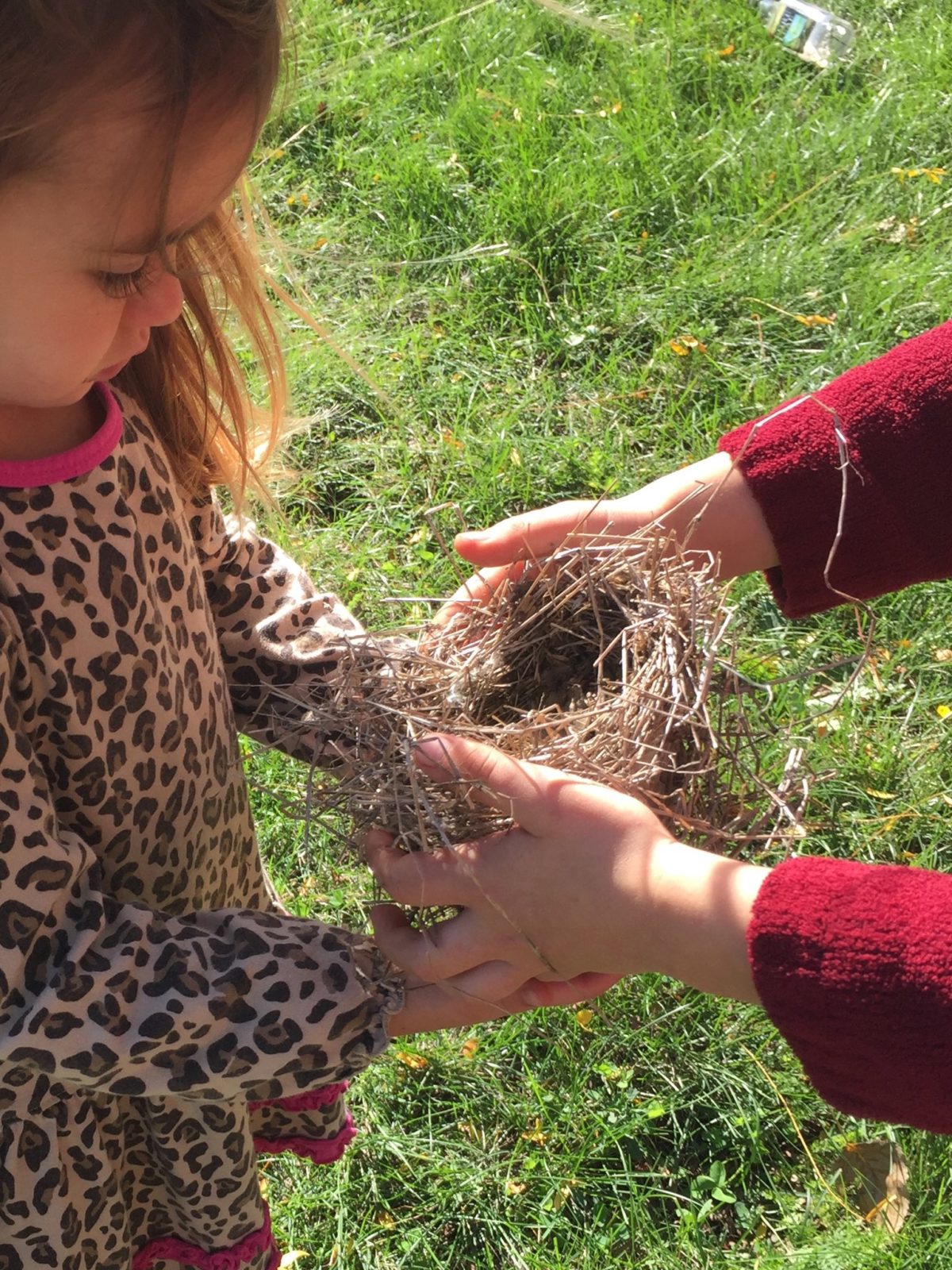 Nest Building is STEM Building – Early Math Counts