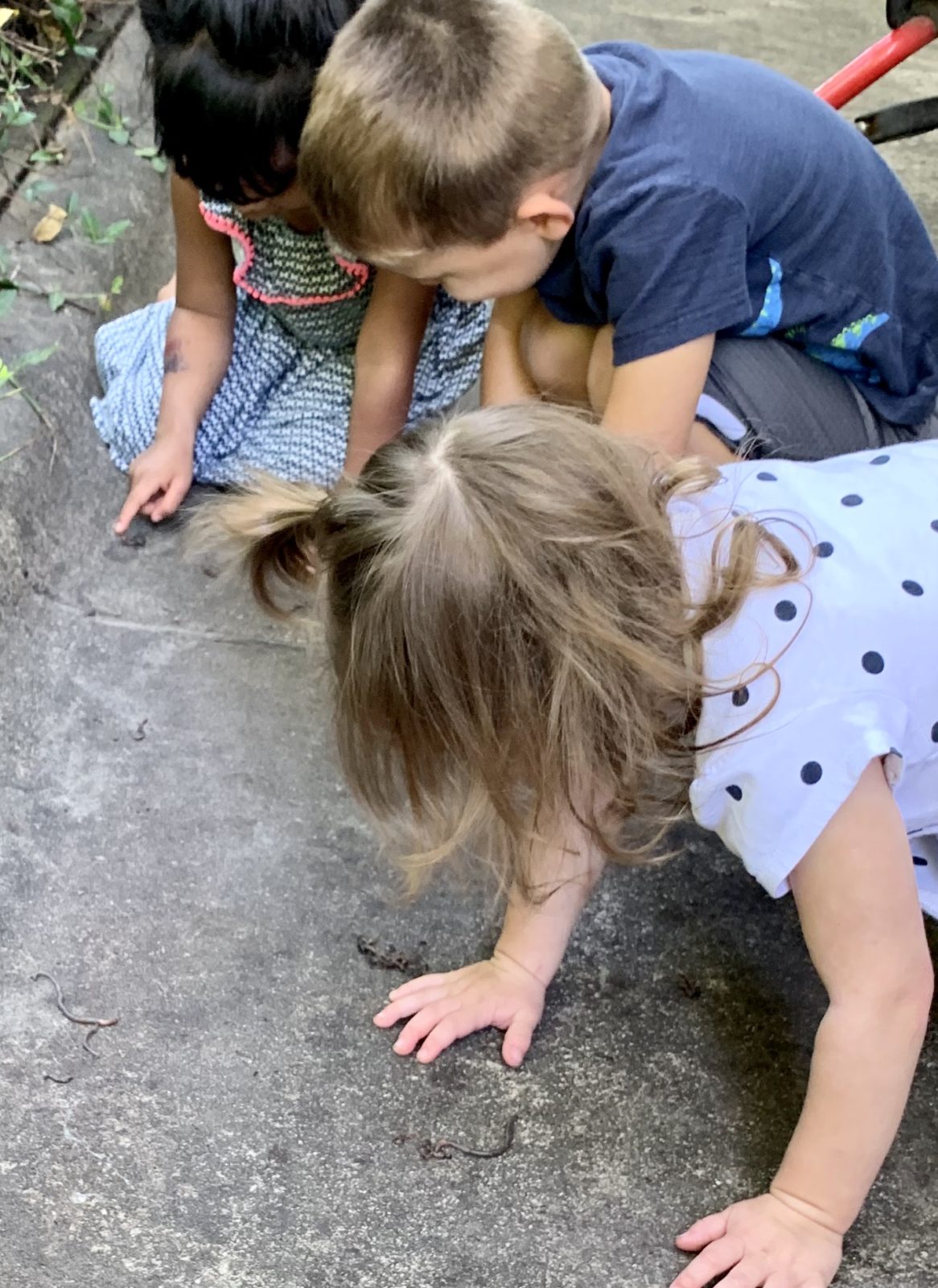Finding STEM in Squirming Worms – Early Math Counts