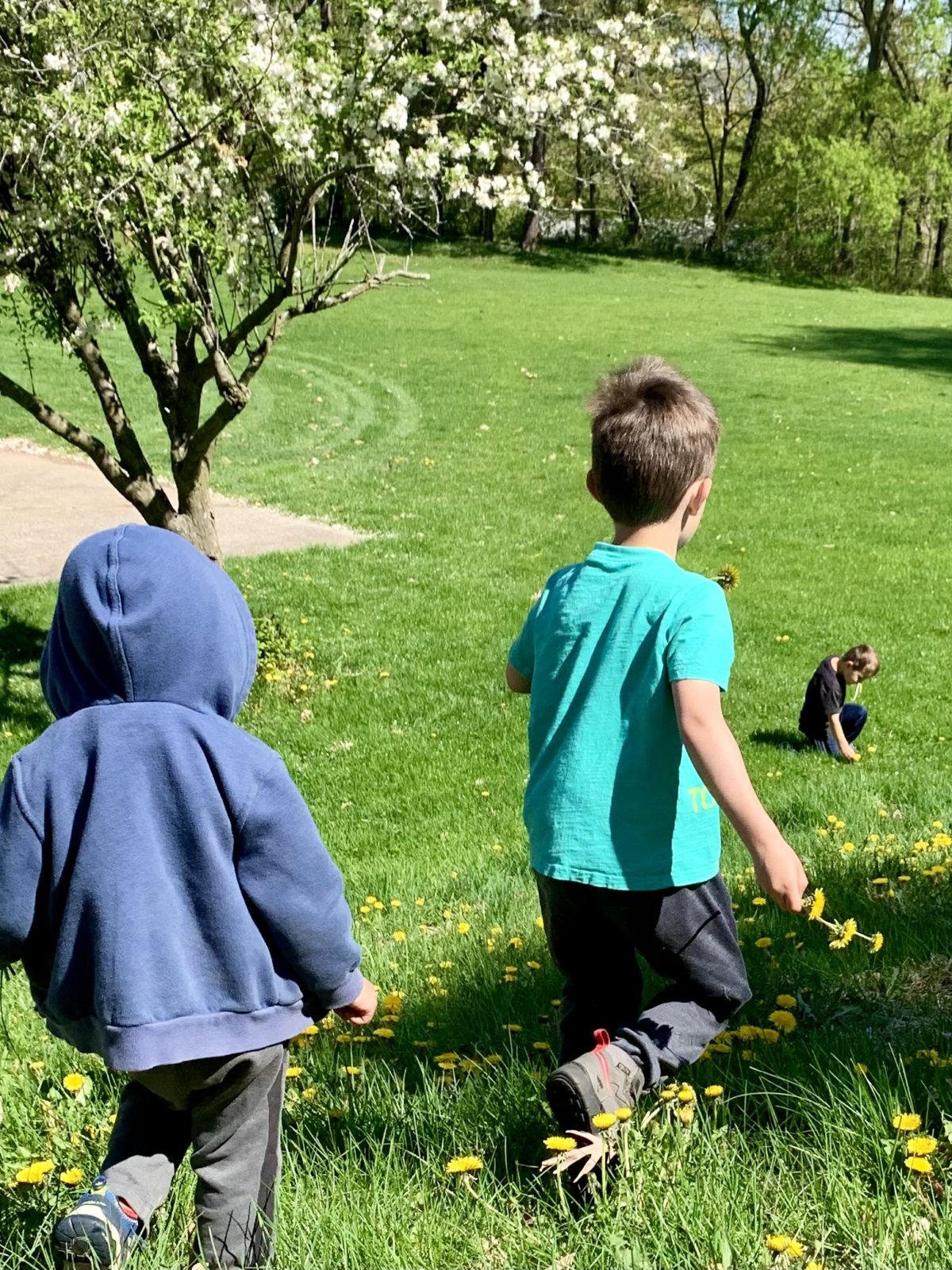 Spring Dandelion Day STEM Adventures – Early Math Counts