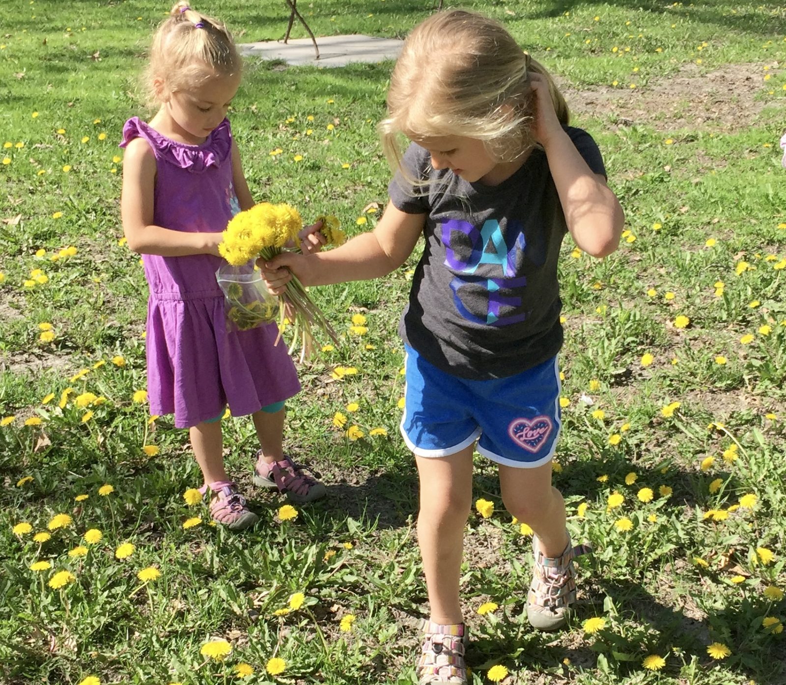 Spring Dandelion Day STEM Adventures – Early Math Counts
