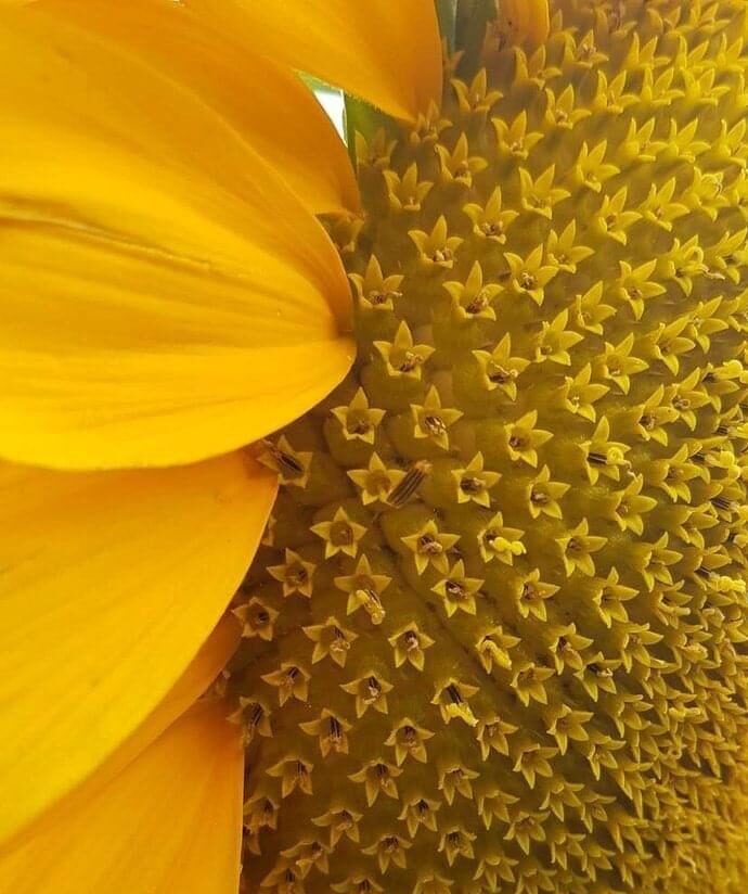Finding STEM in a Field of Sunflowers – Early Math Counts