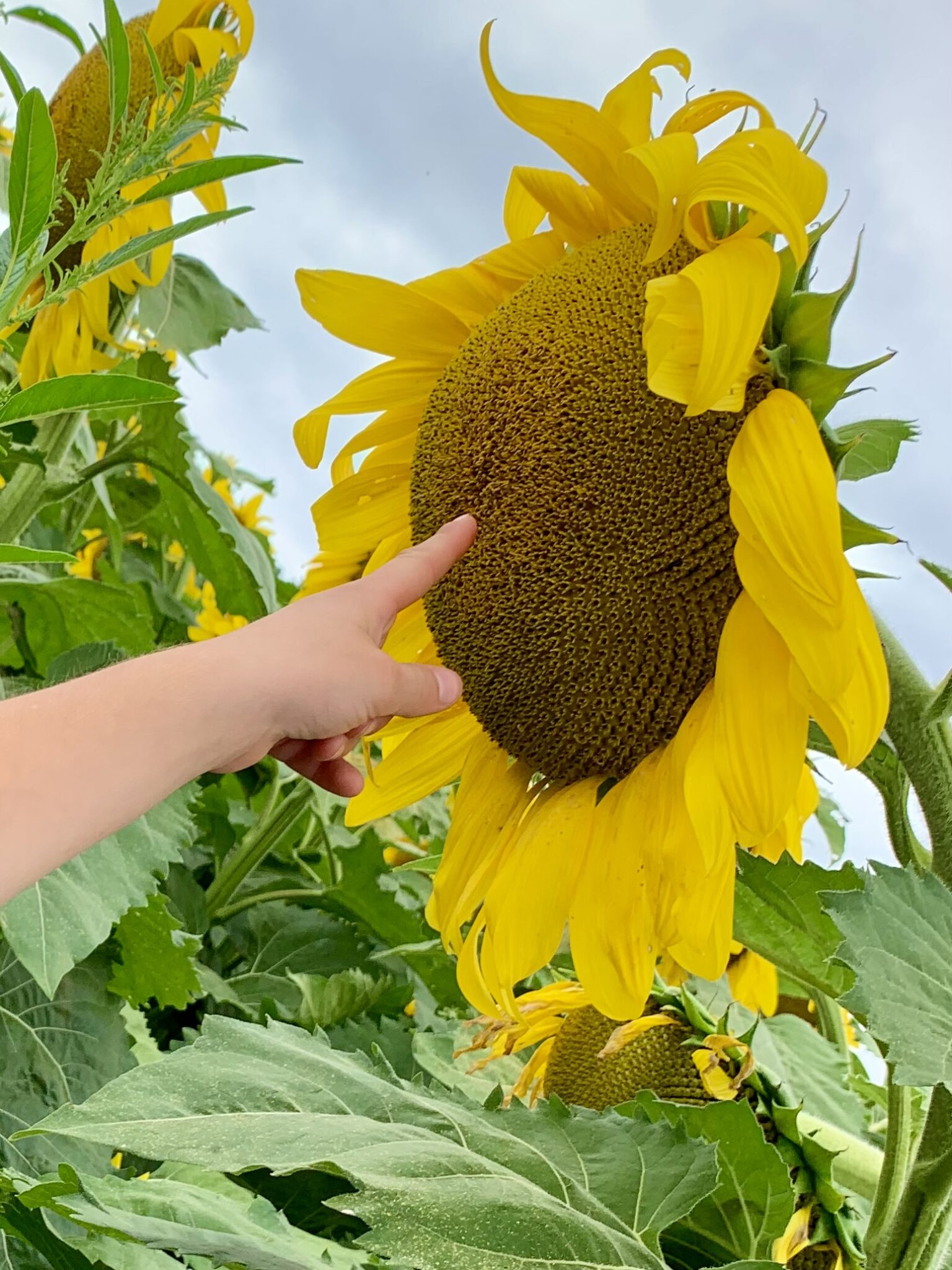 Finding STEM in a Field of Sunflowers – Early Math Counts