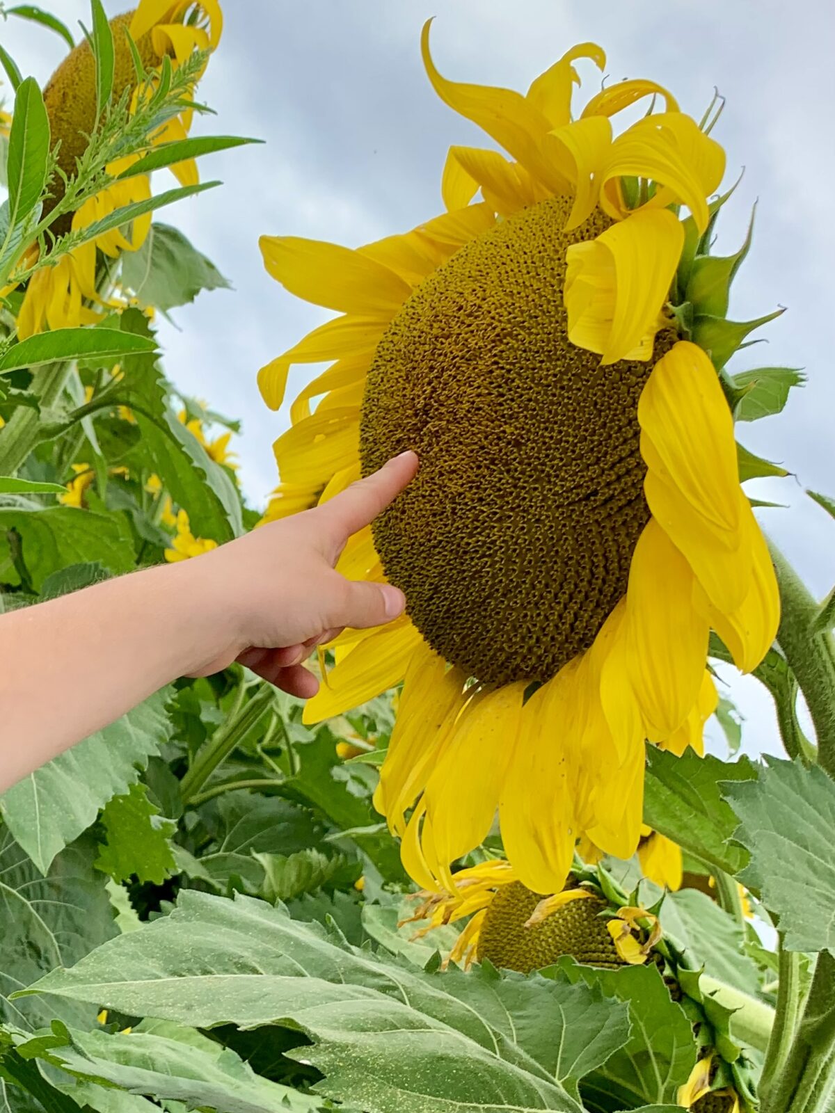 Finding STEM in a Field of Sunflowers – Early Math Counts
