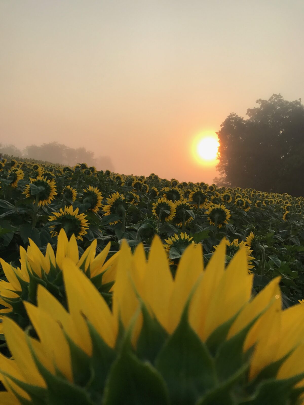 Finding STEM in a Field of Sunflowers – Early Math Counts