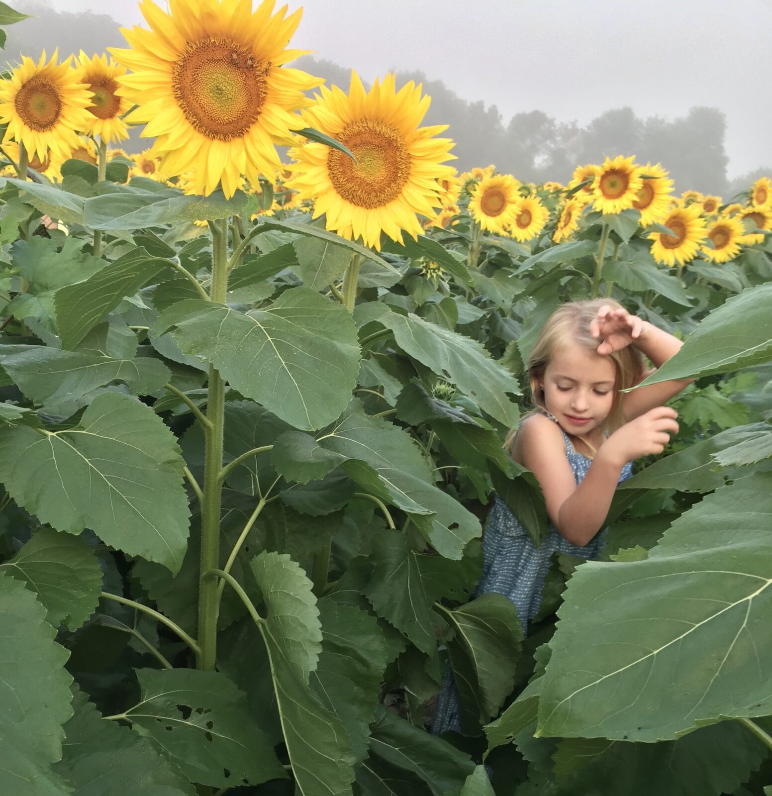 Finding STEM in a Field of Sunflowers – Early Math Counts