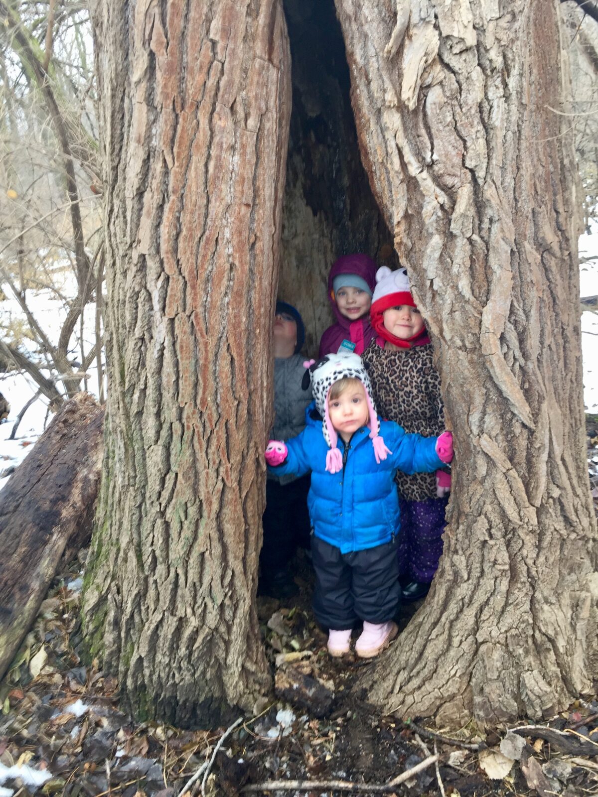 Risk-Taking, Math and a Hollow Tree – Early Math Counts