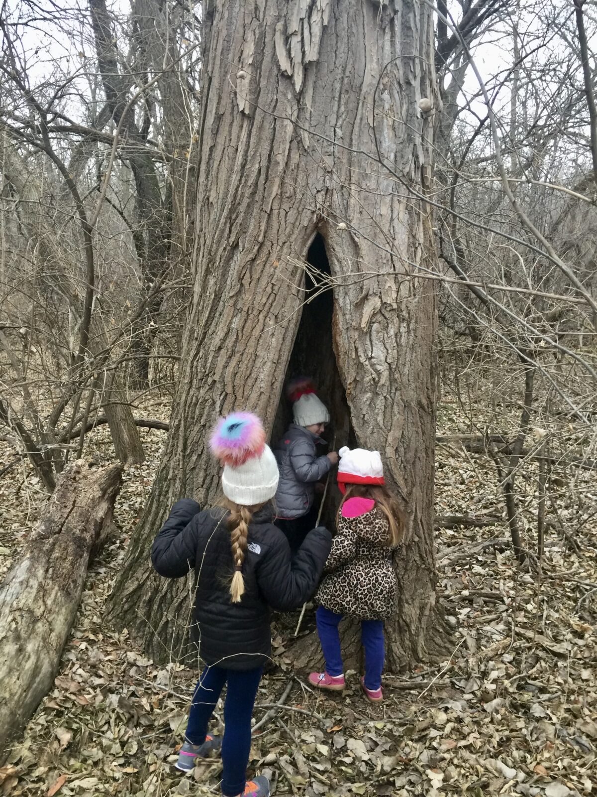 Risk-Taking, Math and a Hollow Tree – Early Math Counts