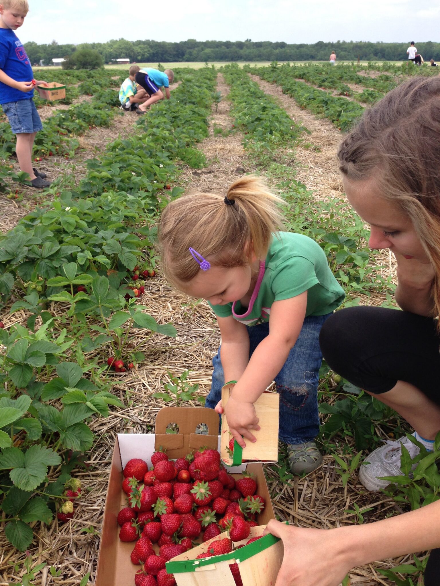 Finding Math in a Field of Strawberries – Early Math Counts